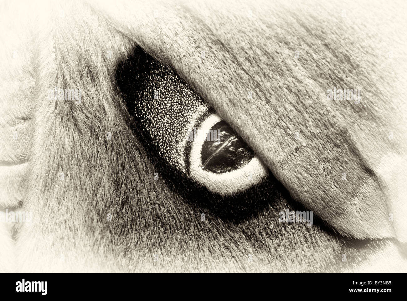 Polyphemus Moth, Eye Spot Stock Photo - Alamy