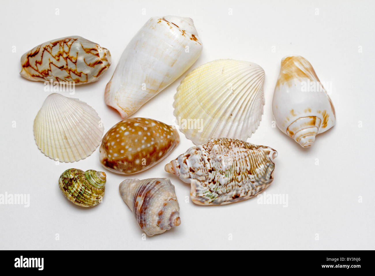 Selection of sea shells Stock Photo - Alamy