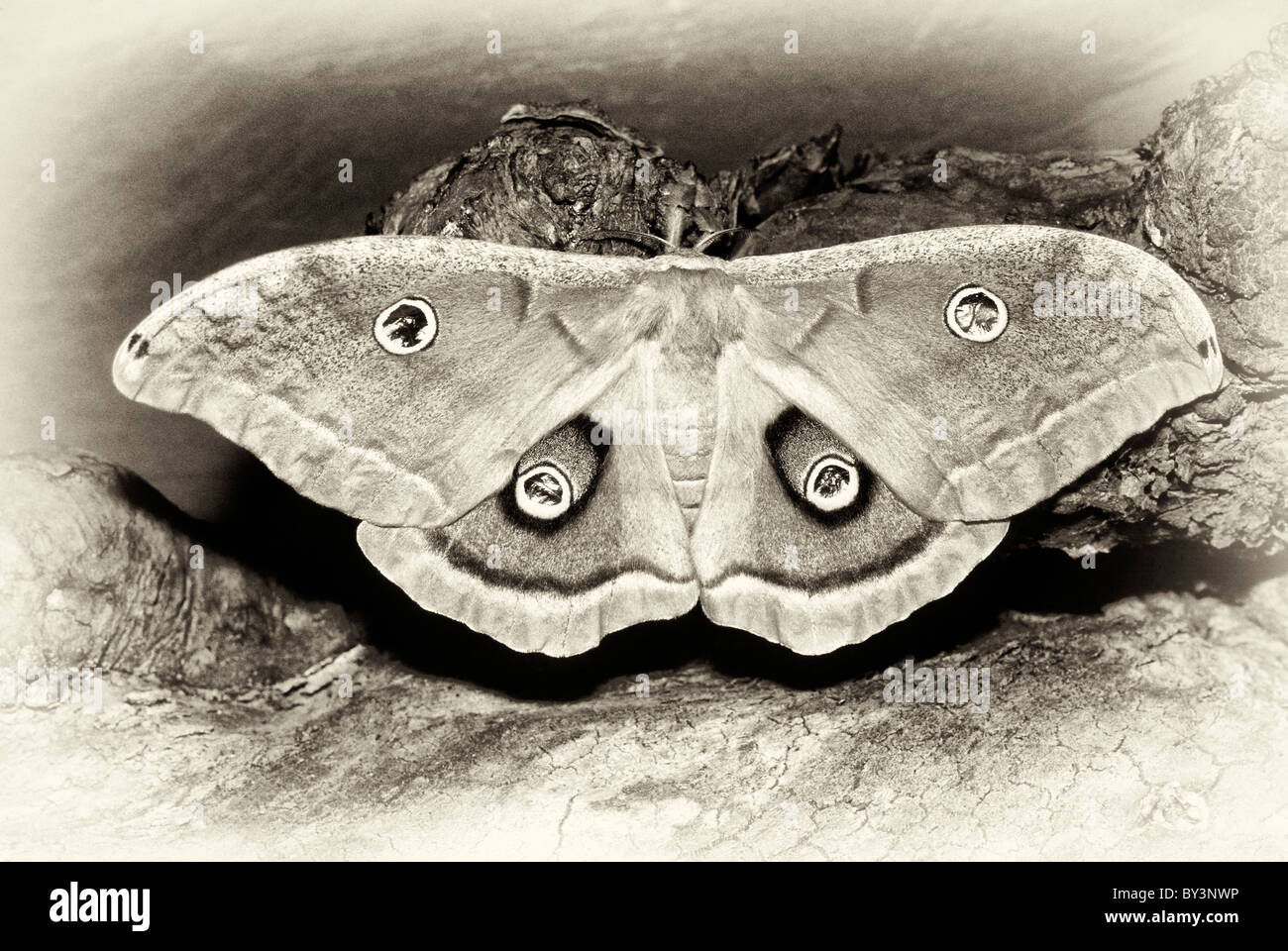 Polyphemus silk moth hi-res stock photography and images - Alamy