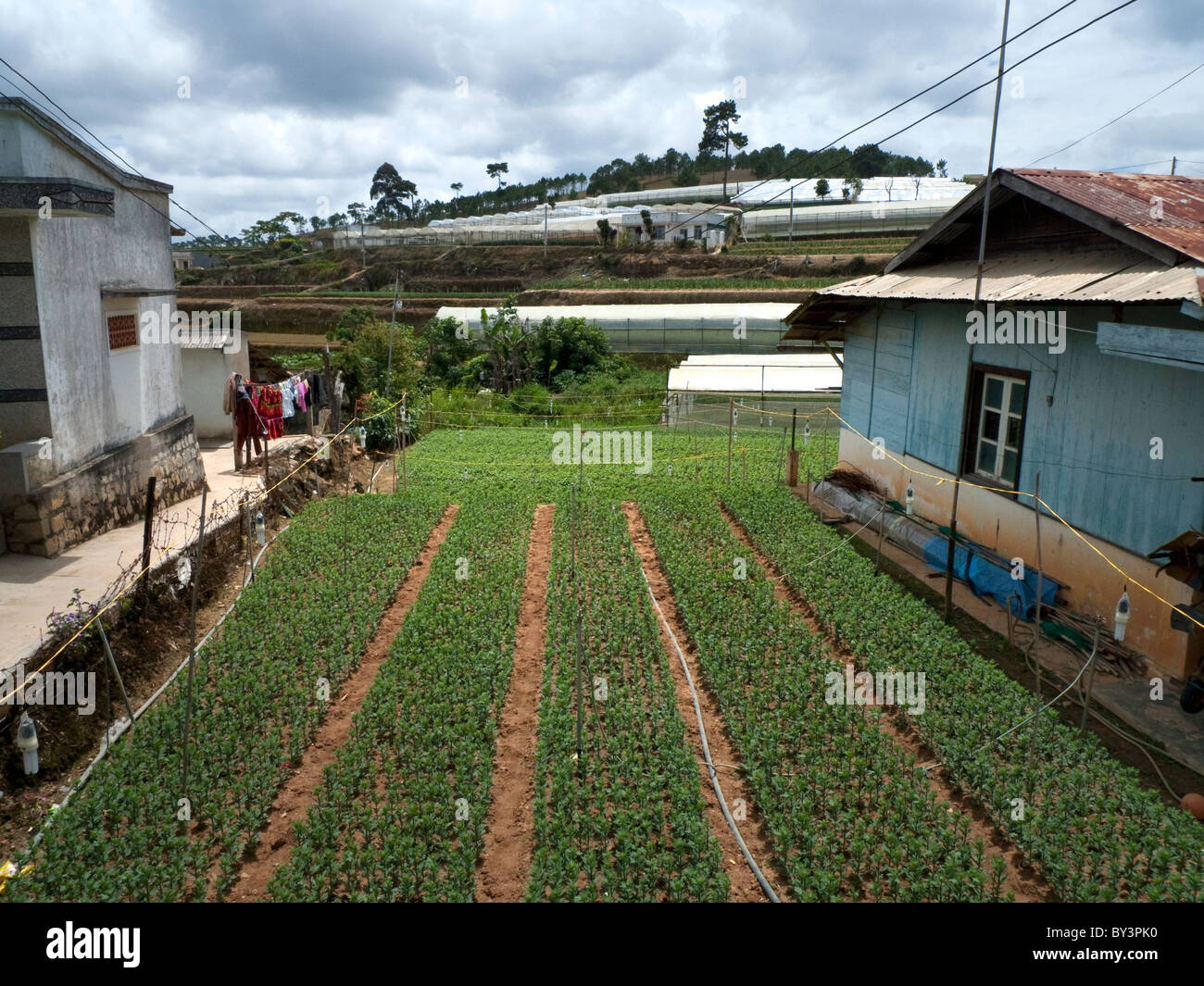 Typical landscape near Dalat, Central Highlands, Vietnam, Indochina ...