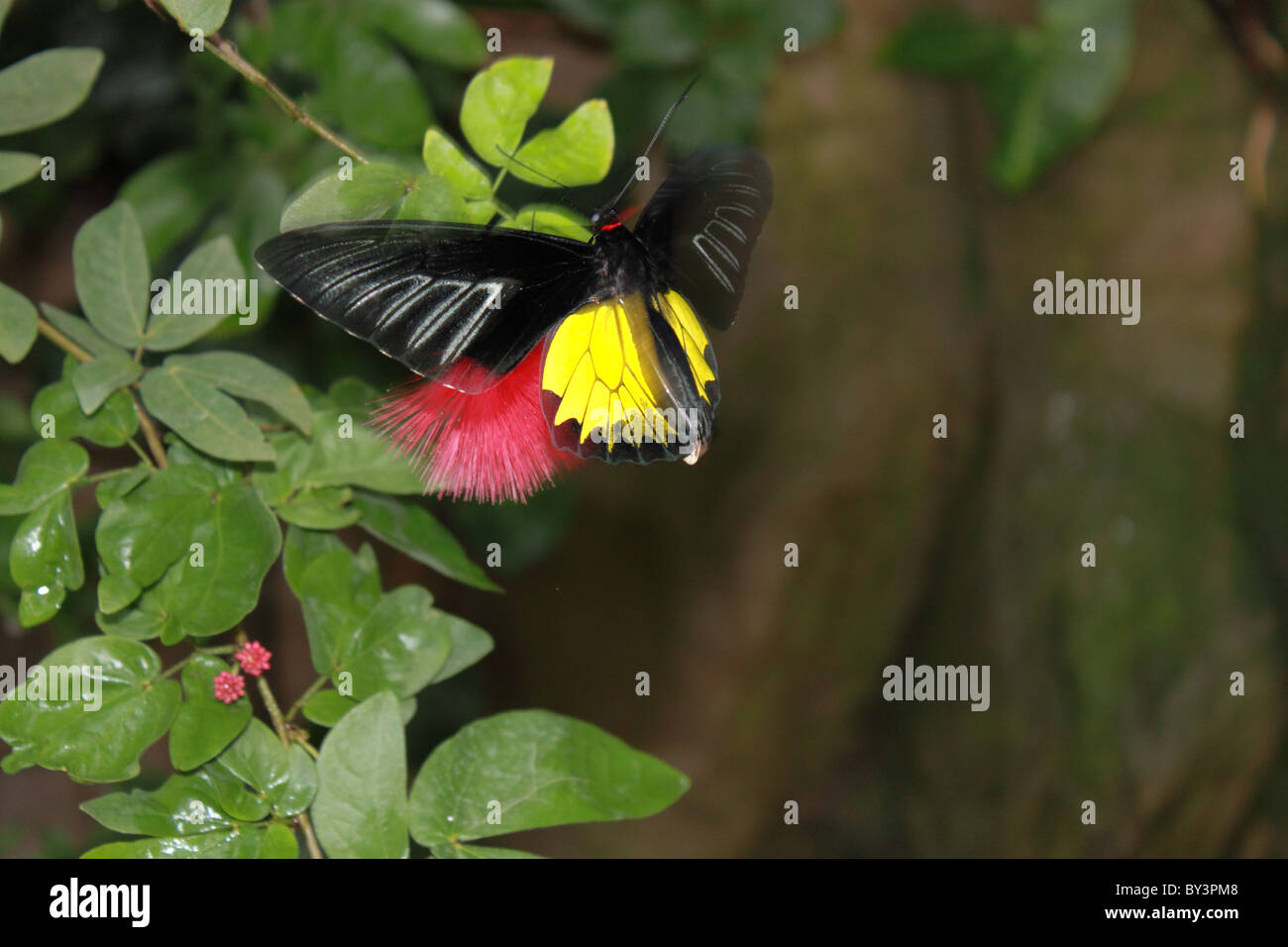 Golden Birdwing (Troides rhadamantus). Butterflies in the Glasshouse ...