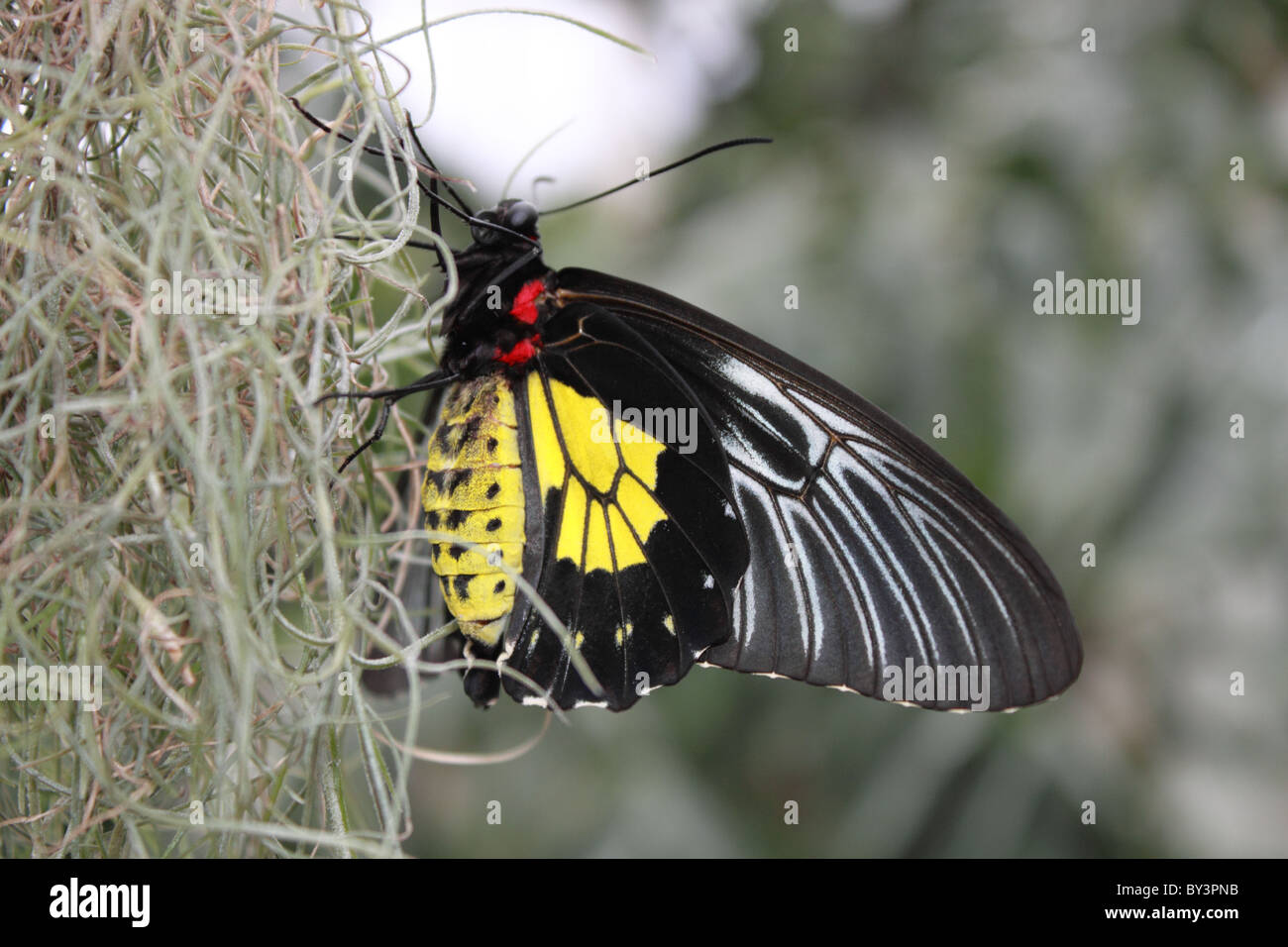 Golden Birdwing (Troides rhadamantus). Butterflies in the Glasshouse ...