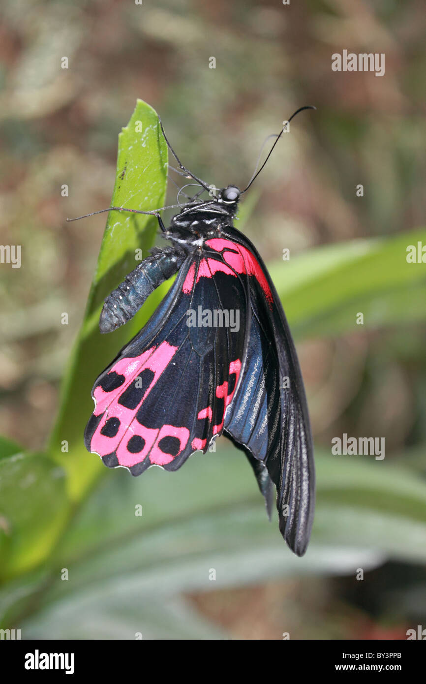 Scarlet Mormon / Swallowtail (Papilio rumanzovia). Butterflies in the ...