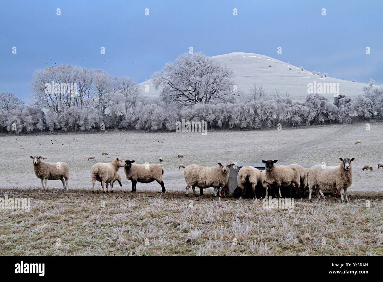 Sheep at Beacon Hill winter frost frosty ice icy farming ...