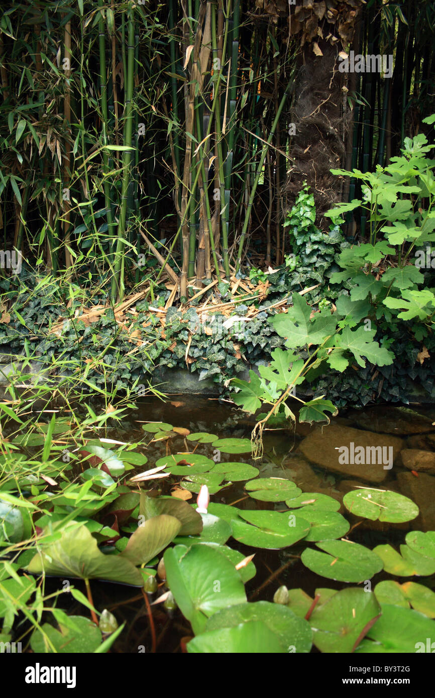 Bamboo pond japanese hi-res stock photography and images - Alamy