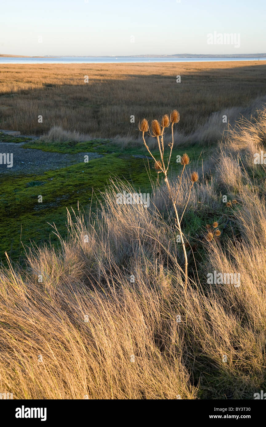 Harty ferry hi-res stock photography and images - Alamy