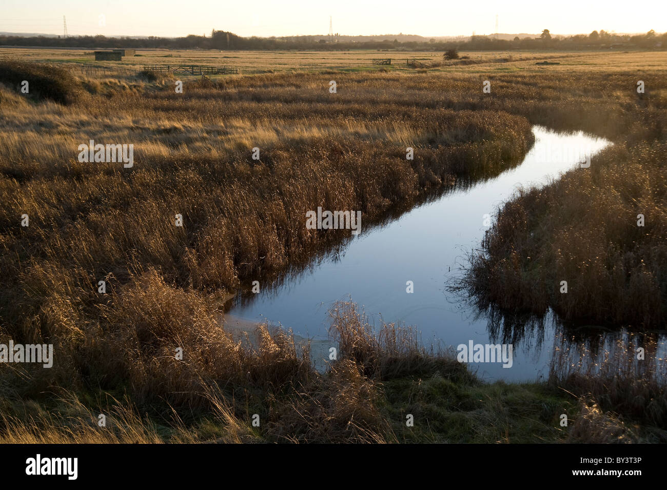 Grass grasses hi-res stock photography and images - Alamy