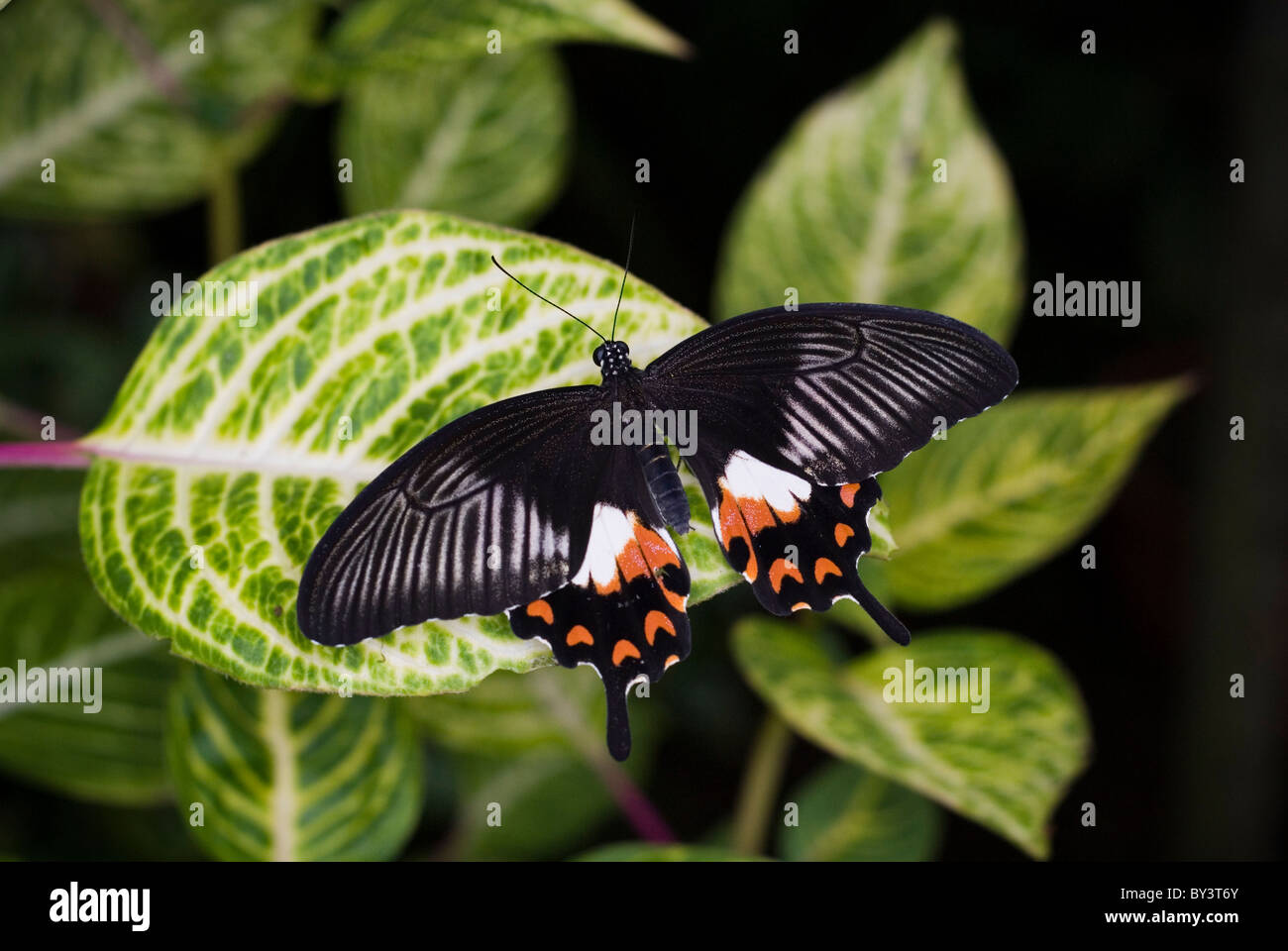 Tropical Black and Orange Swallowtail Butterfly, Tropical Butterfly ...
