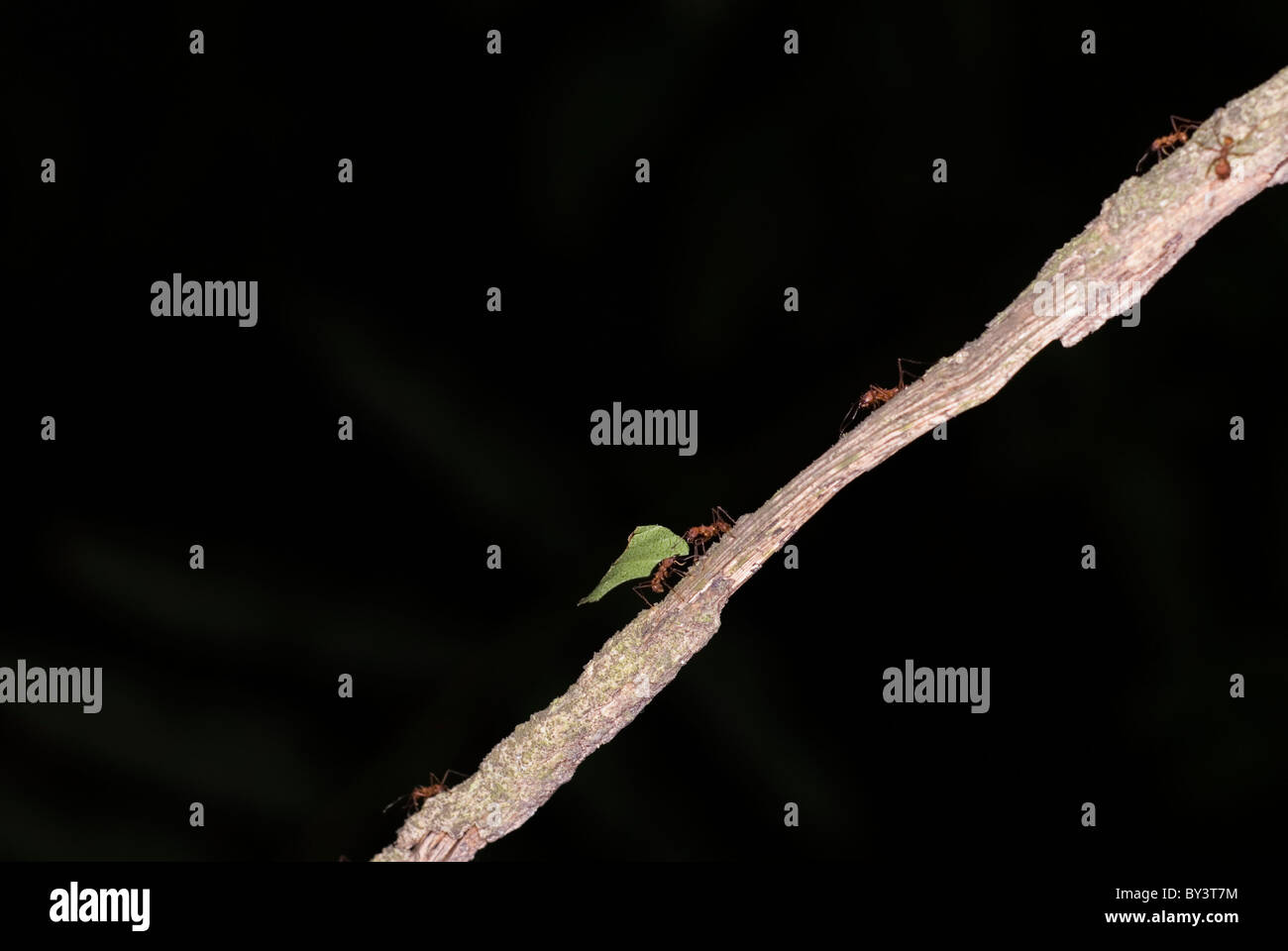 Cutter ants hi-res stock photography and images - Alamy