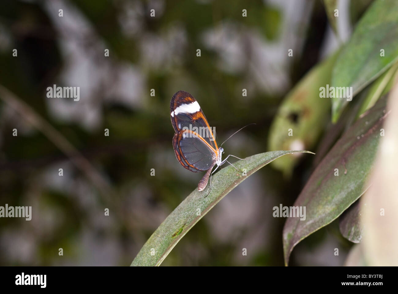 Tropical butterfly house hi-res stock photography and images - Alamy