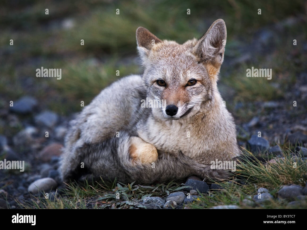 Patagonian Mountain Fox in Torres del Paine National Park, Chile Stock ...