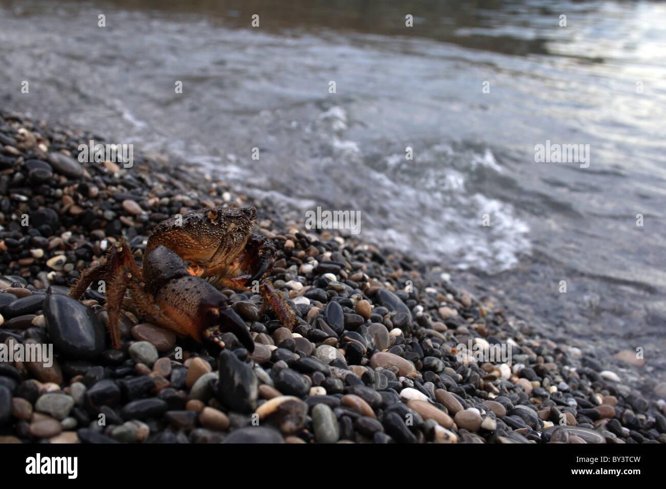 Crab nipper hi-res stock photography and images - Alamy