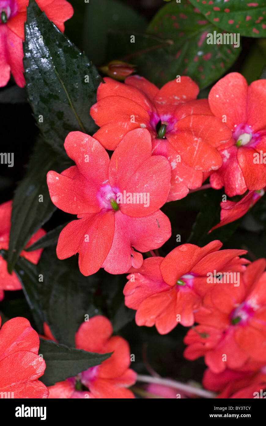 Waters flower plant flowers hi-res stock photography and images - Alamy