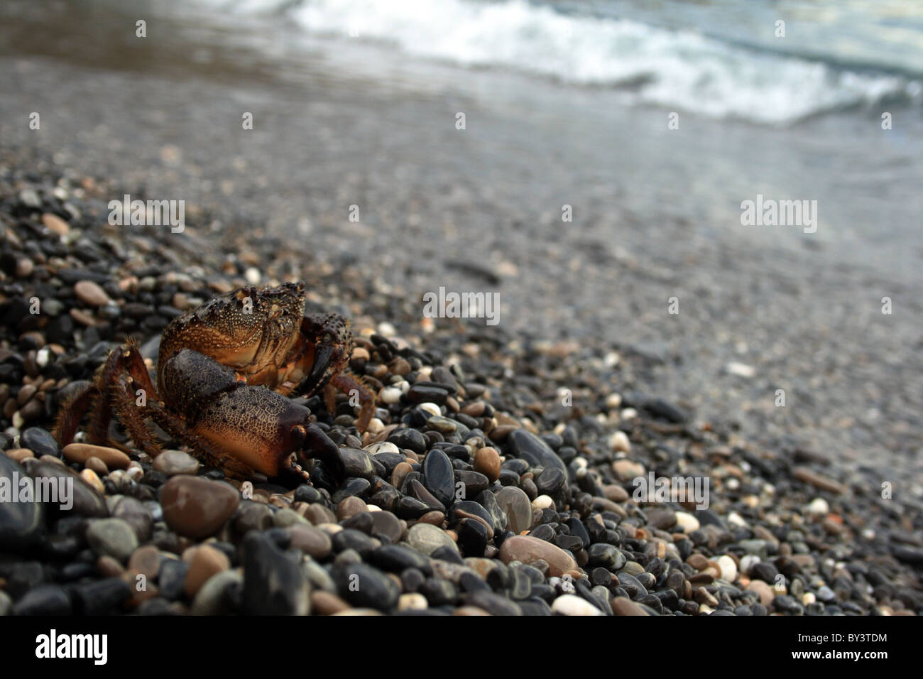 Crab nipper hi-res stock photography and images - Alamy