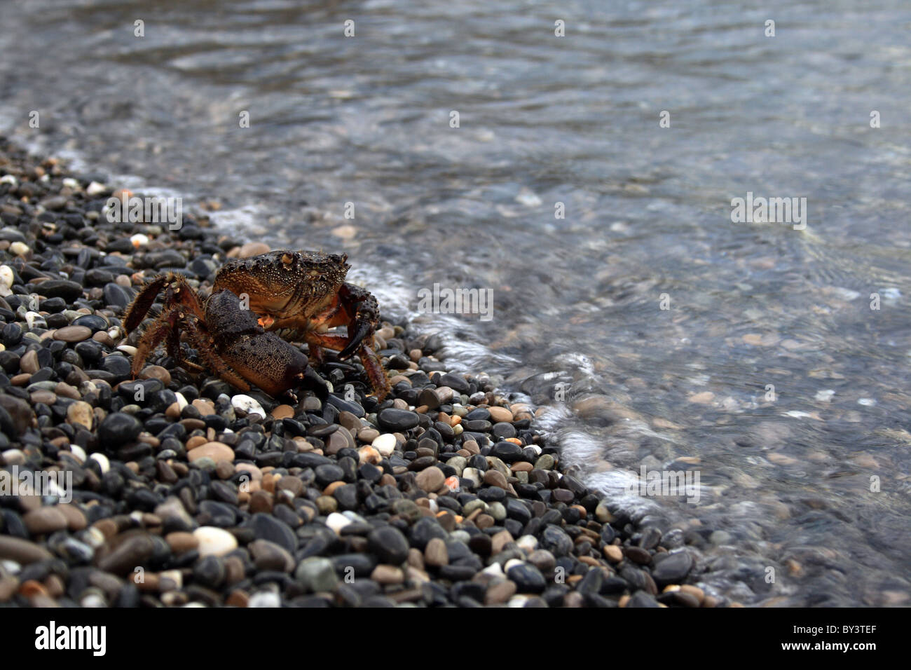 Hard shell crab hi-res stock photography and images - Alamy