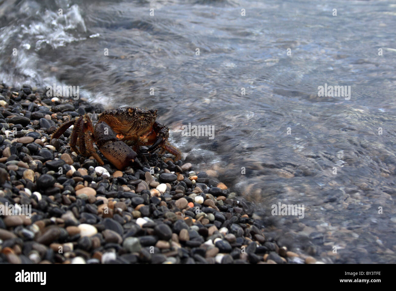 One leg crab hi-res stock photography and images - Alamy