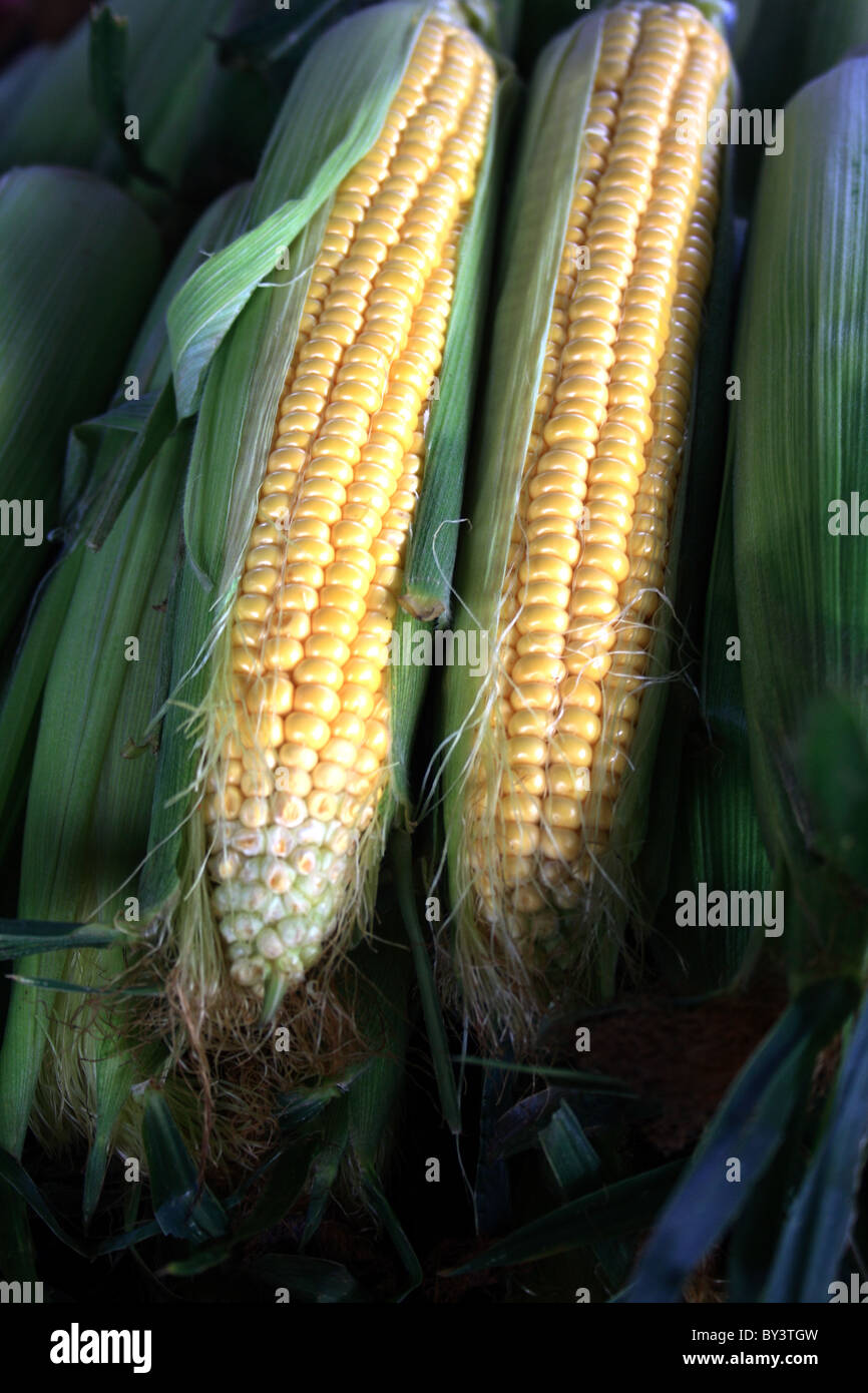 Young corn ears hi-res stock photography and images - Alamy