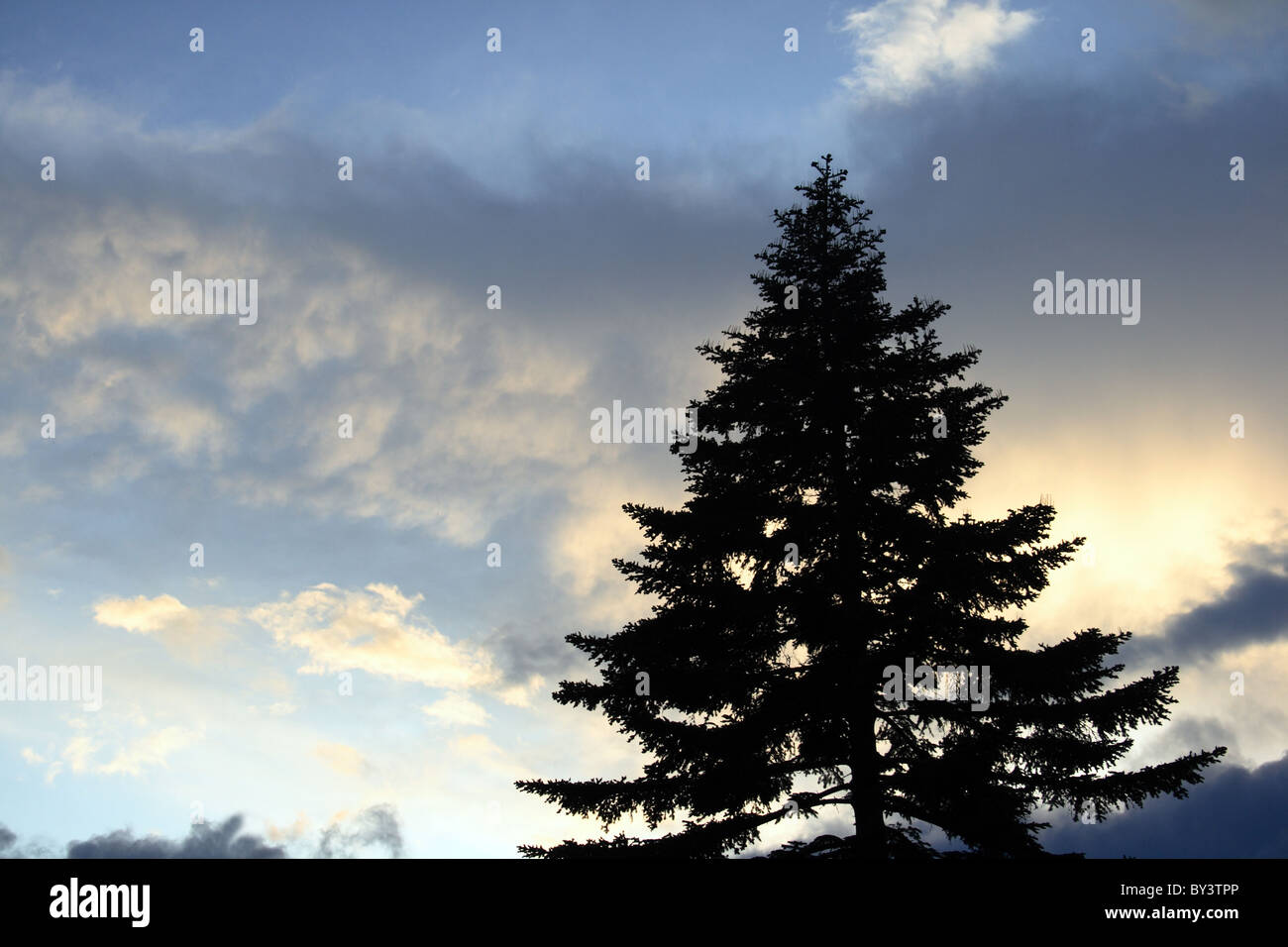 Deep fur hi-res stock photography and images - Alamy