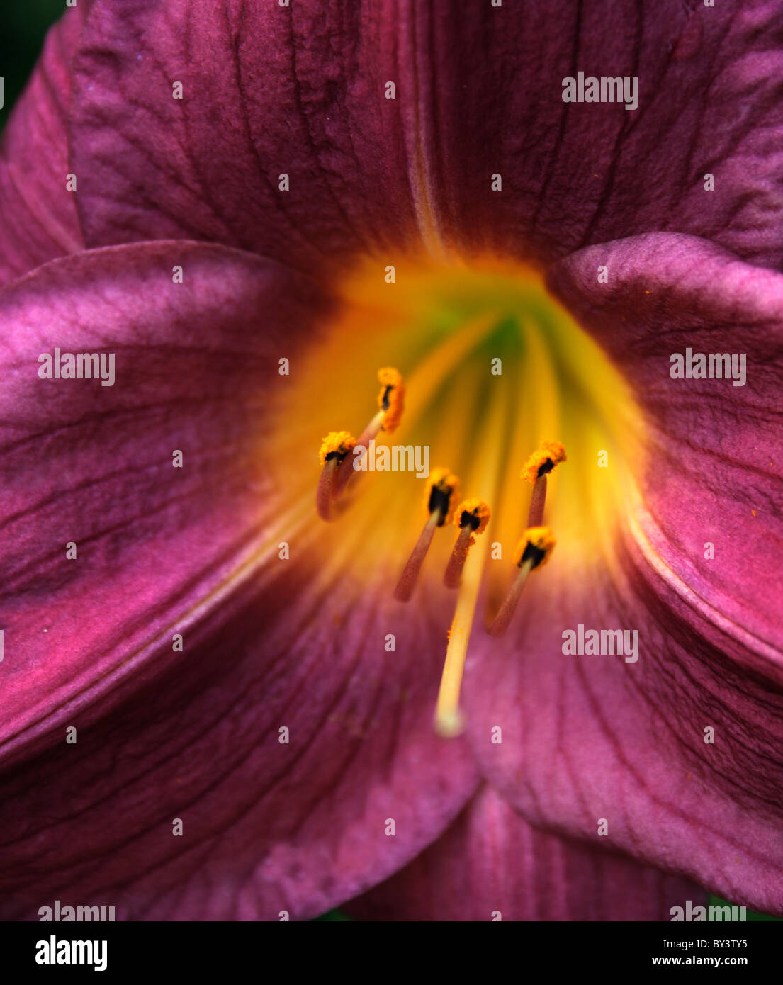 Lily Pink High Resolution Stock Photography and Images - Alamy