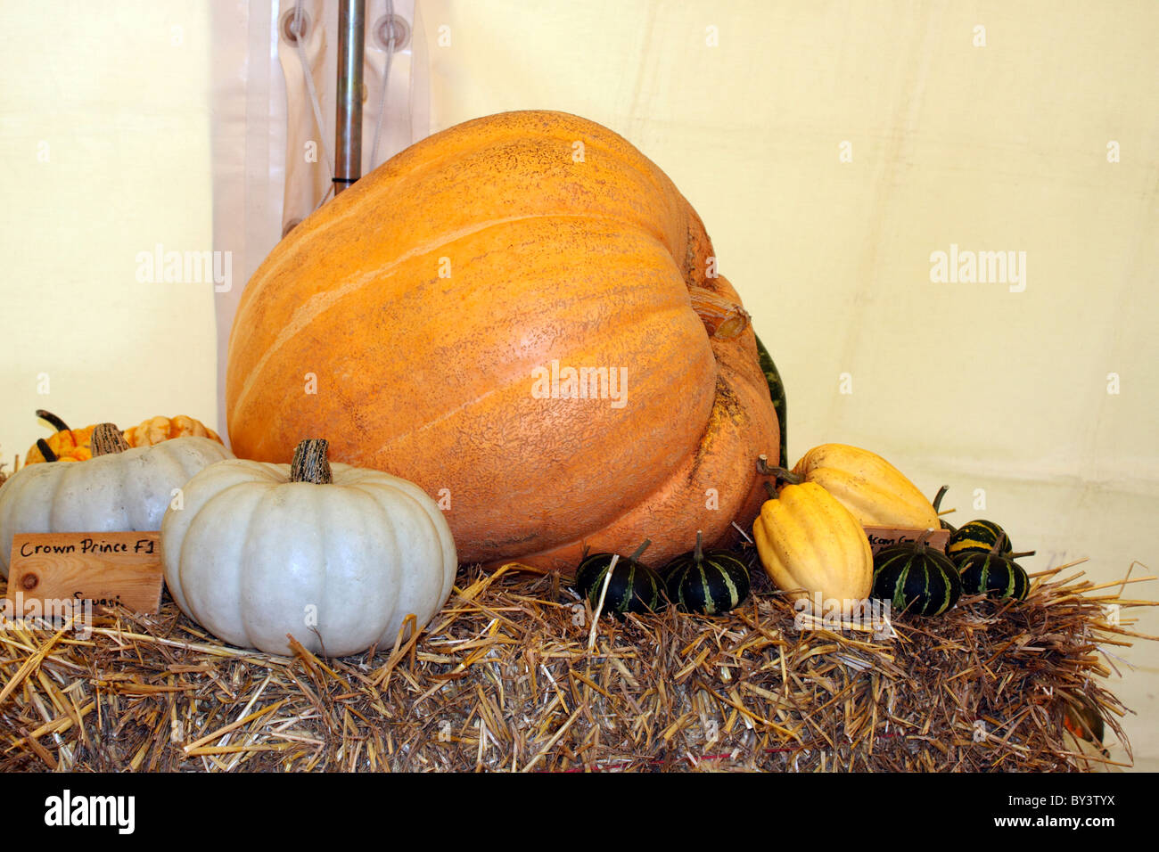 A COLOURFUL DISPLAY OF AUTUMN VEGETABLE SQUASHES Stock Photo - Alamy