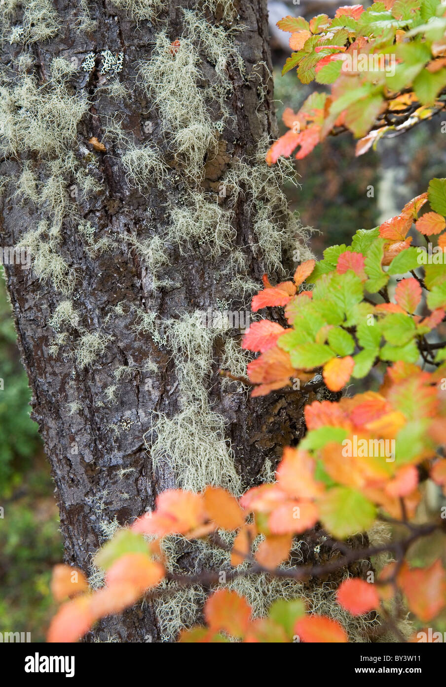 Lenga tree hi-res stock photography and images - Alamy