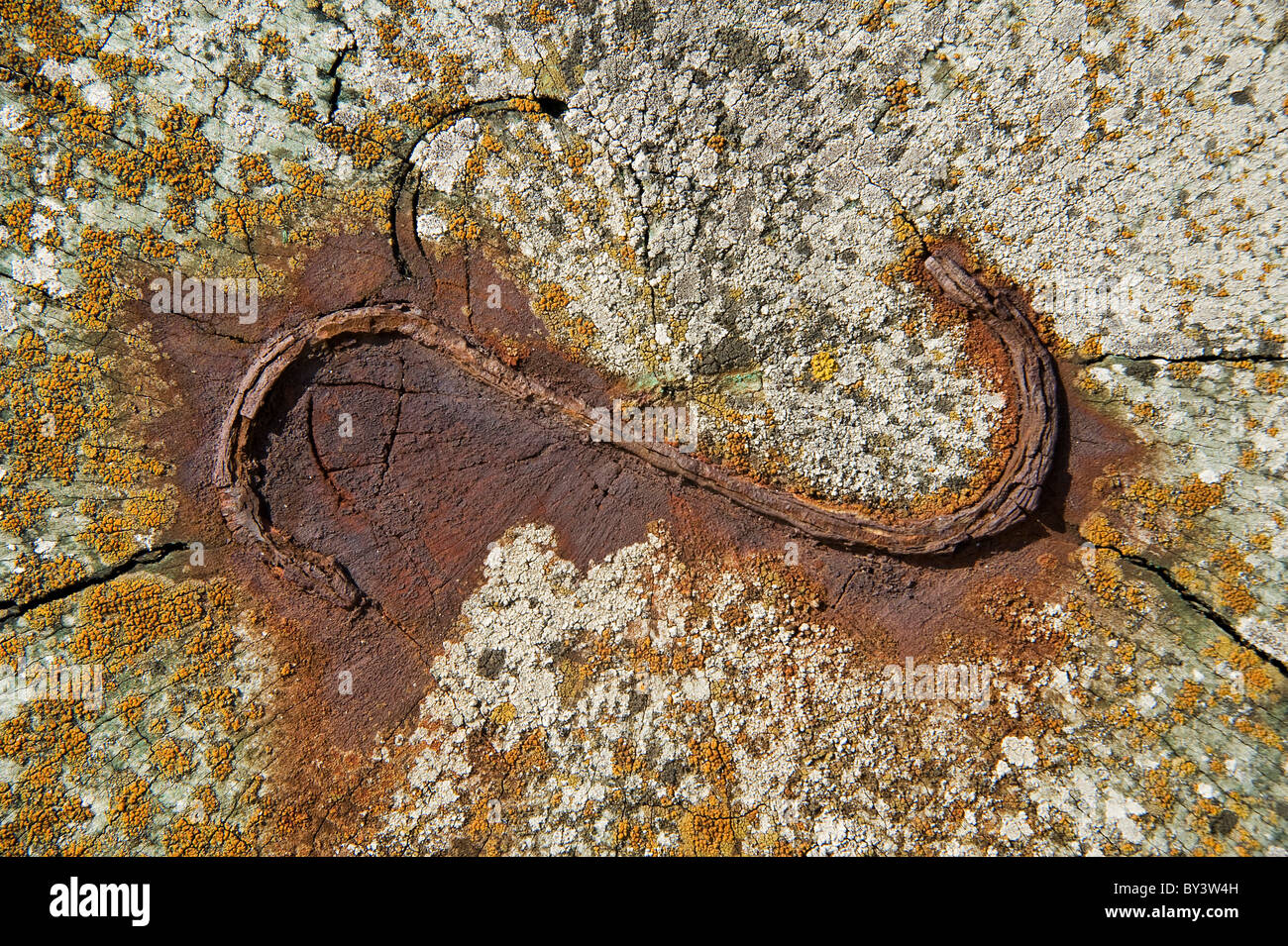 rusting steel embedded in wood end grain lichen L Stock Photo - Alamy