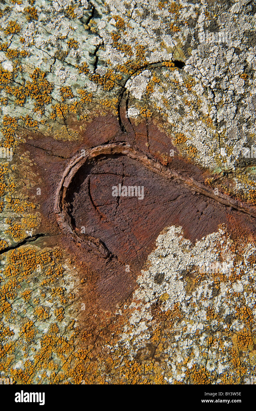rusting steel embedded in wood end grain lichen L Stock Photo - Alamy
