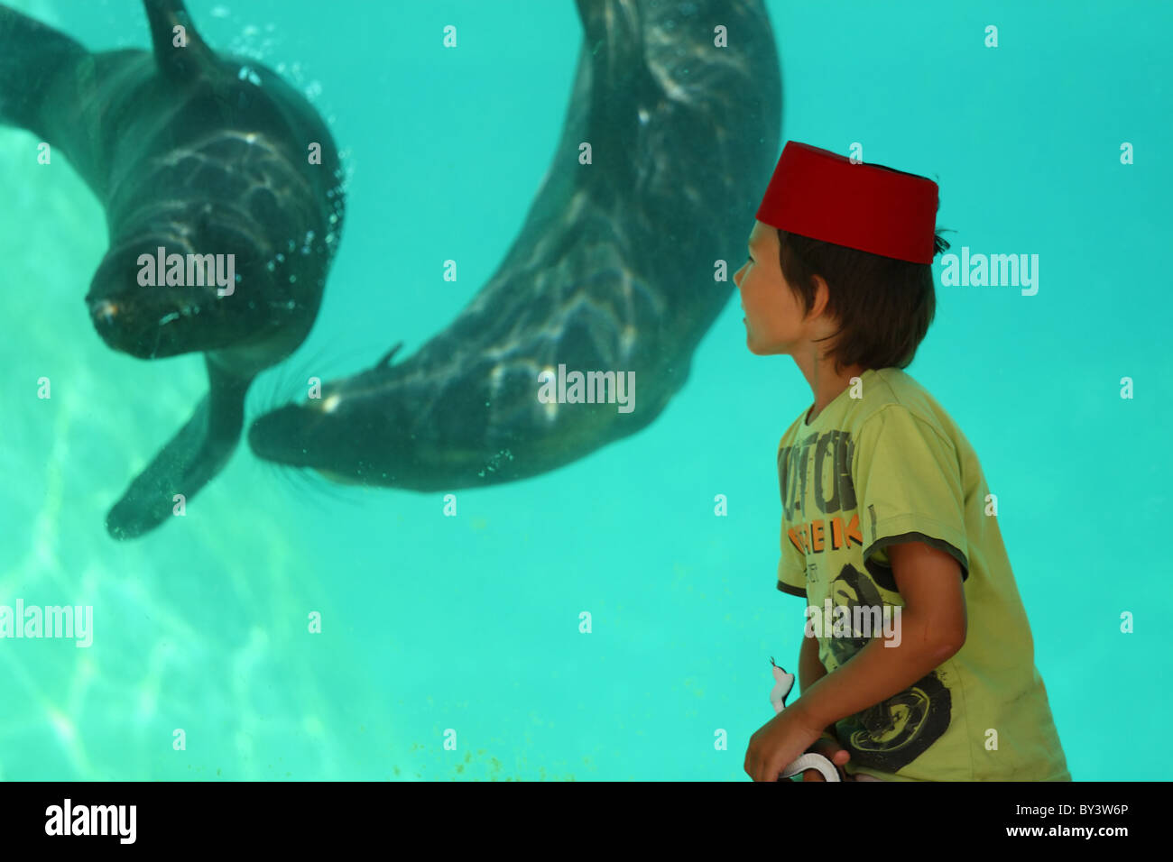 Boy watching seals in aquarium. Zoo in Wroclaw, Poland Stock Photo - Alamy