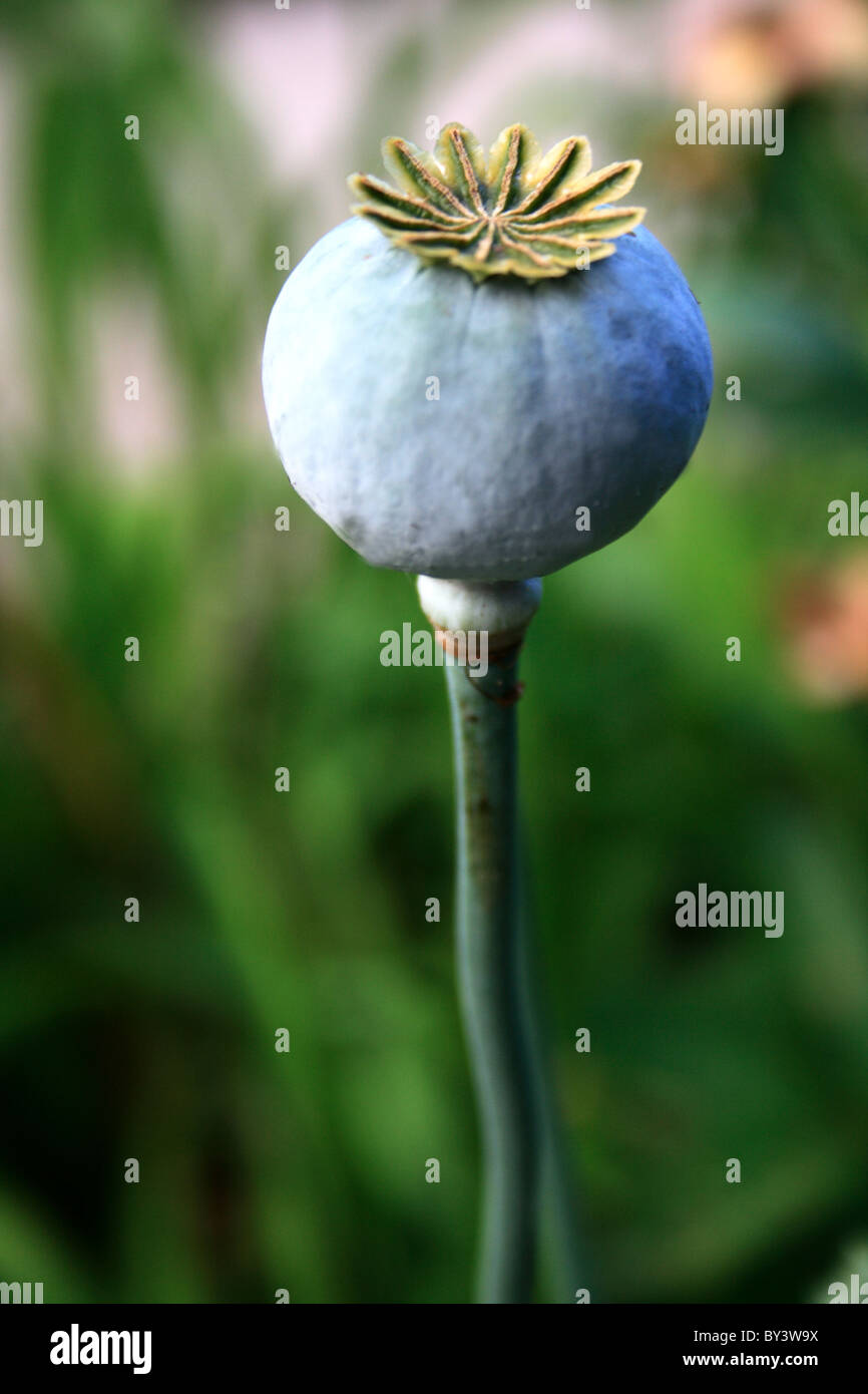 Opium poppy thailand hi-res stock photography and images - Alamy