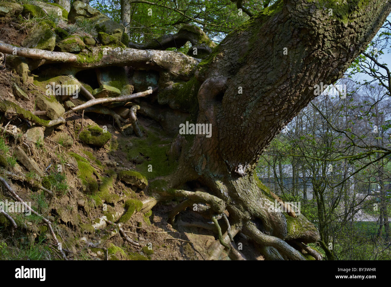 Gnarled tree trunk. Nidderdale, North Yorkshire Stock Photo - Alamy