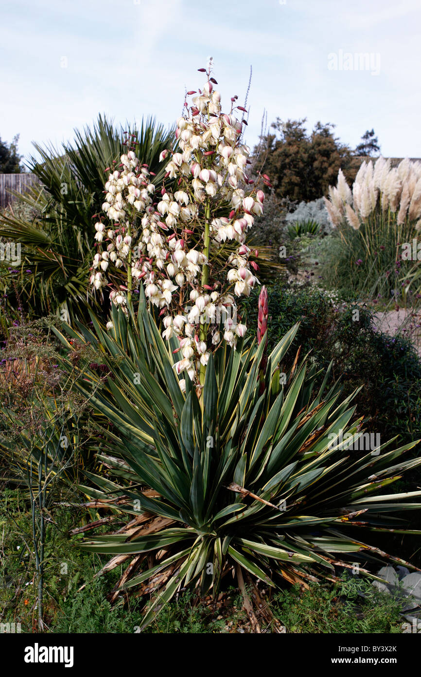 YUCCA GLORIOSA. SPANISH DAGGER. HESPEROYUCCA Stock Photo - Alamy