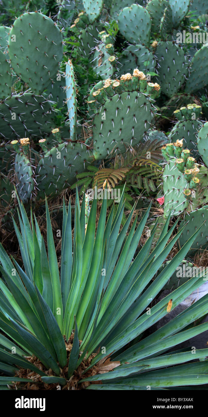 Yucca cactus hi-res stock photography and images - Alamy