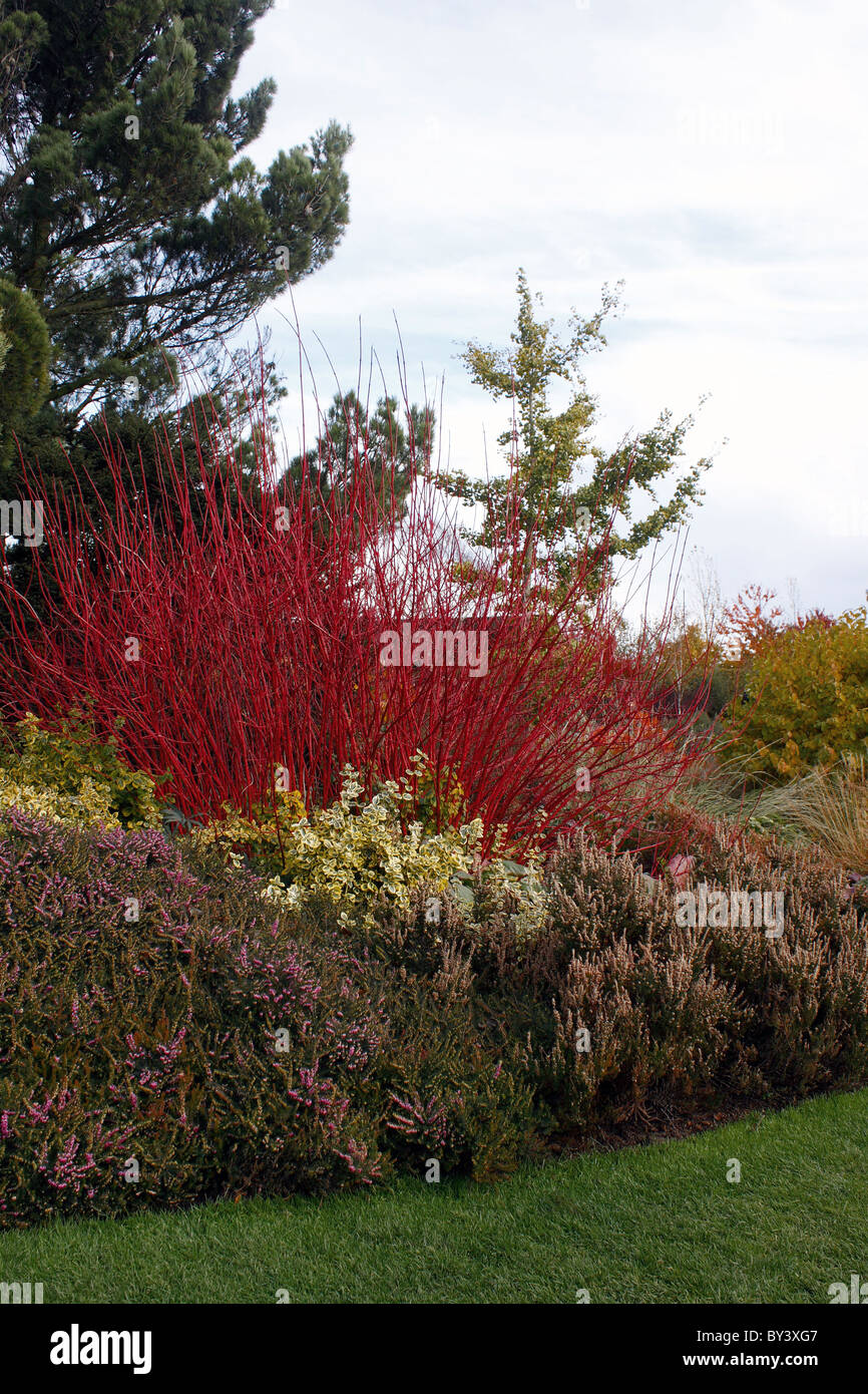 COLOURFUL AUTUMN SHRUBBERY Stock Photo - Alamy