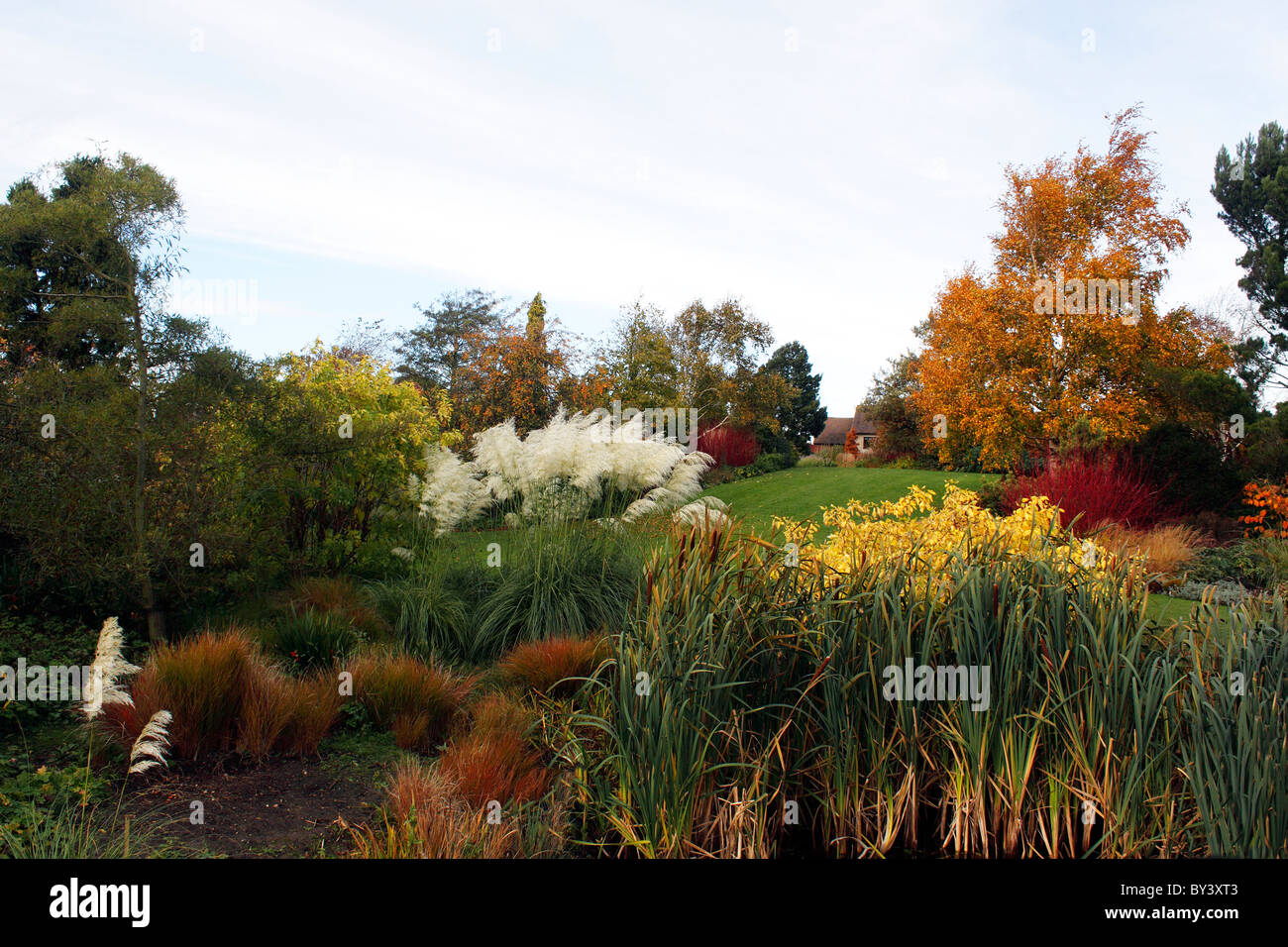 Shrubbery plant hi-res stock photography and images - Alamy