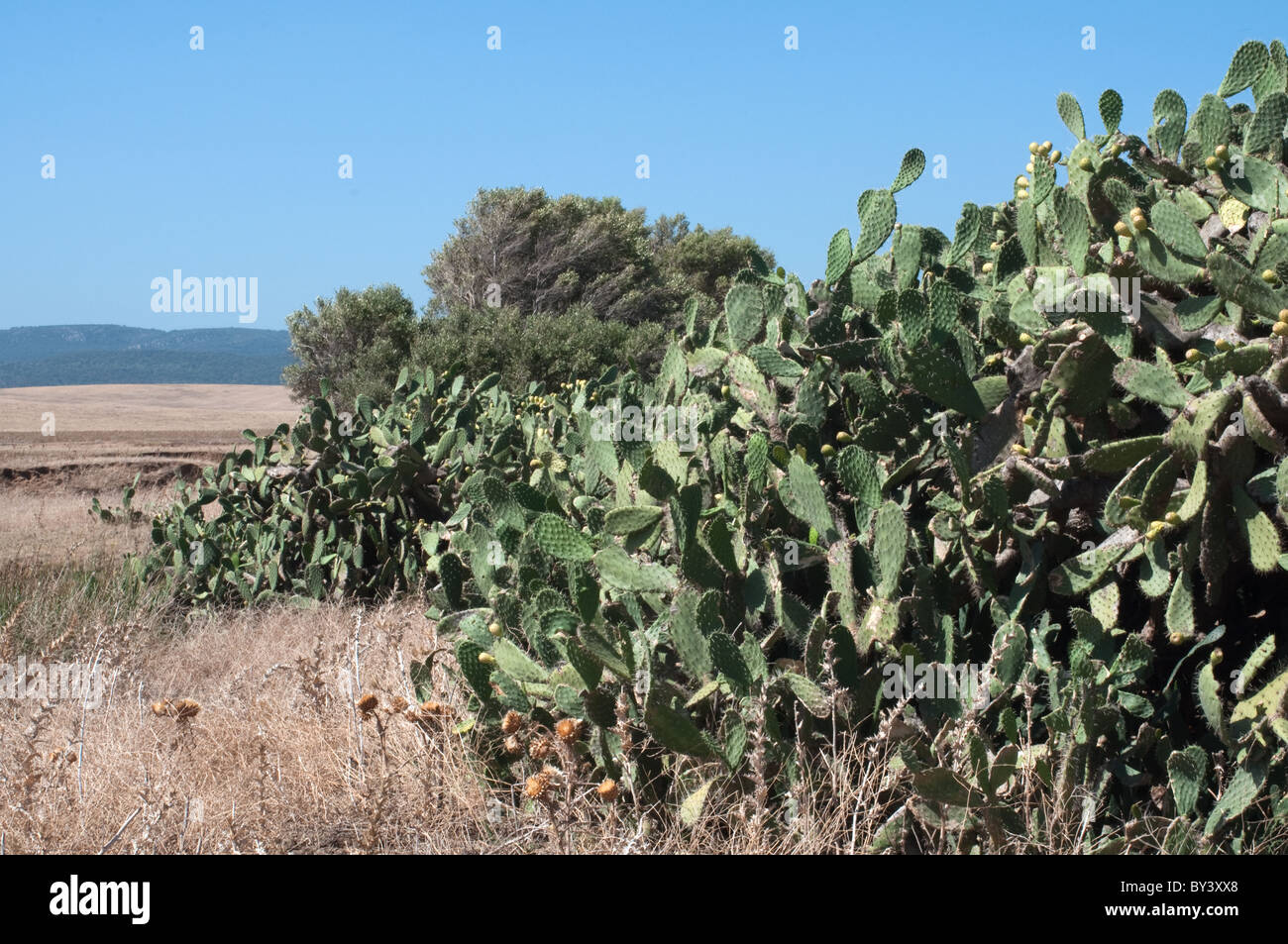 Spiky hedge hi-res stock photography and images - Alamy