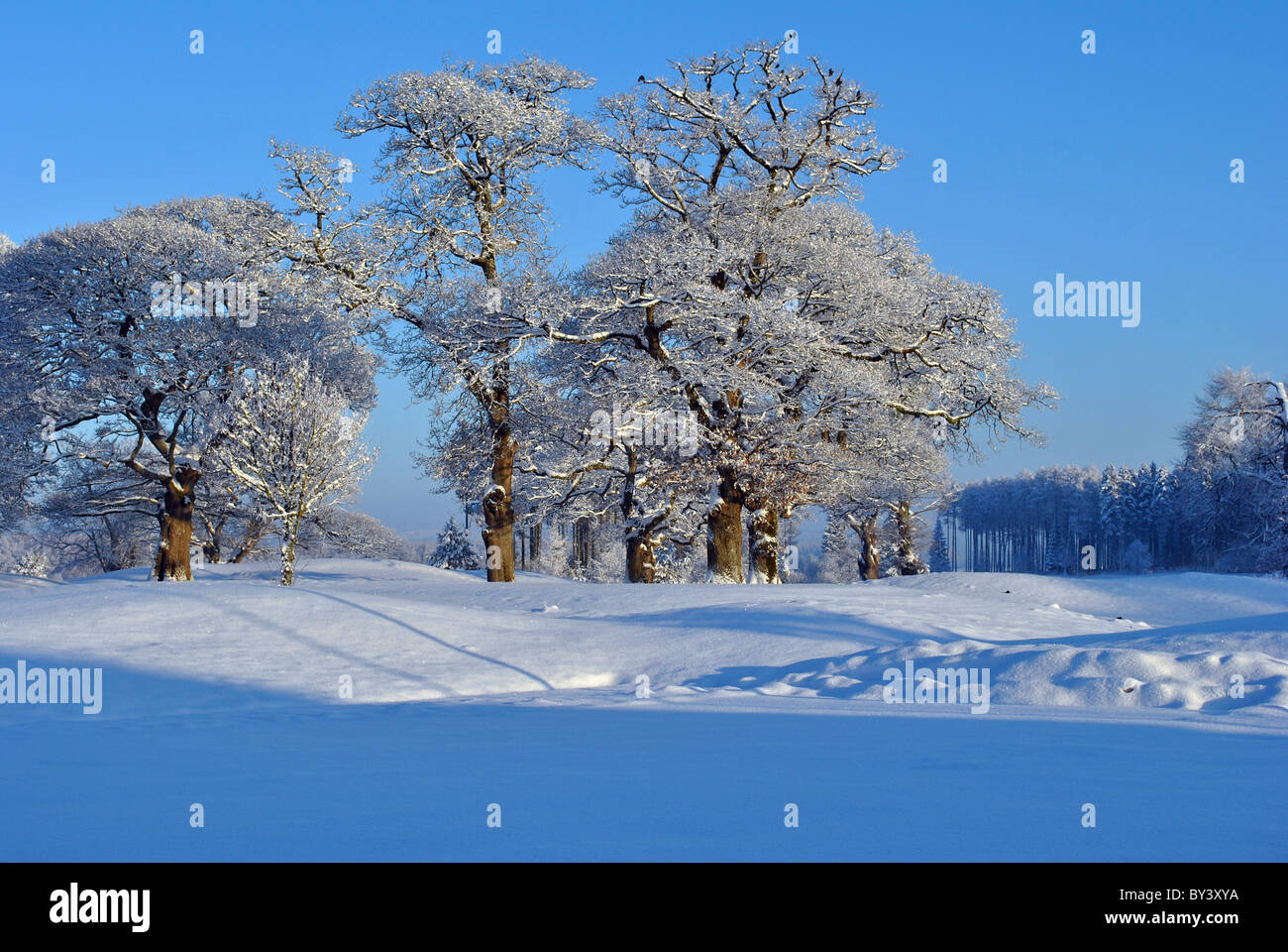 heavy snow on a golf course Stock Photo - Alamy