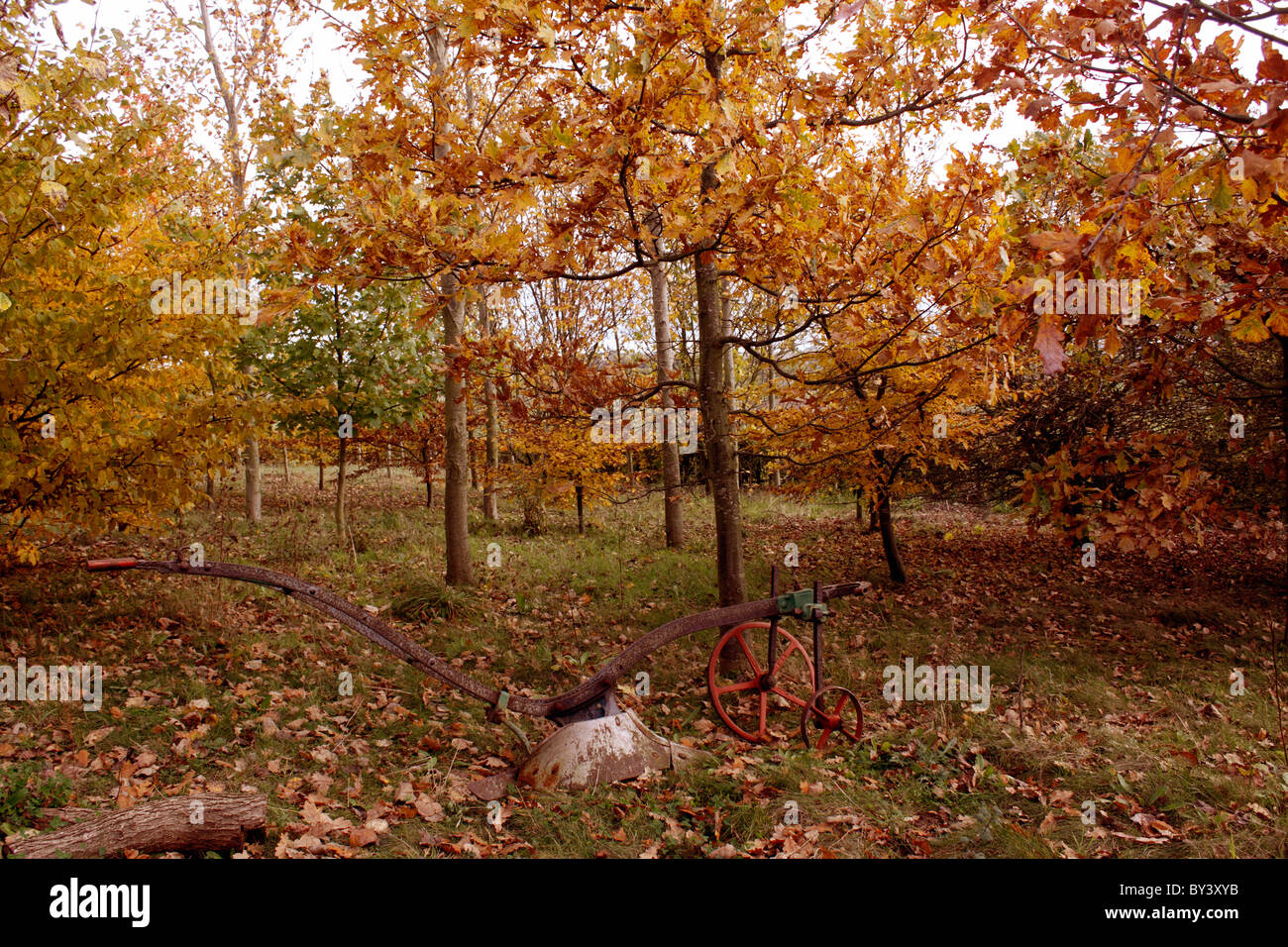 Coppice trees hi-res stock photography and images - Alamy
