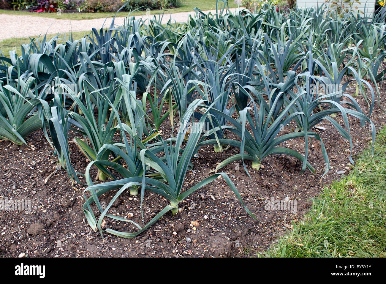ALLIUM PORRUM. VEGETABLE LEEKS GROWING IN A DOMESTIC GARDEN. UK Stock ...