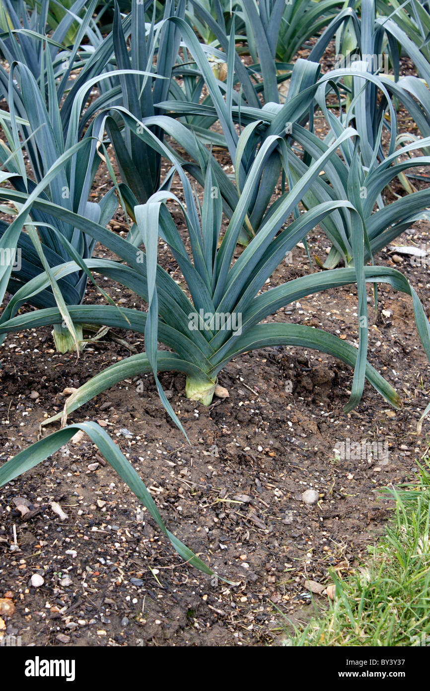 ALLIUM PORRUM. VEGETABLE LEEKS GROWING IN A DOMESTIC GARDEN. UK Stock ...