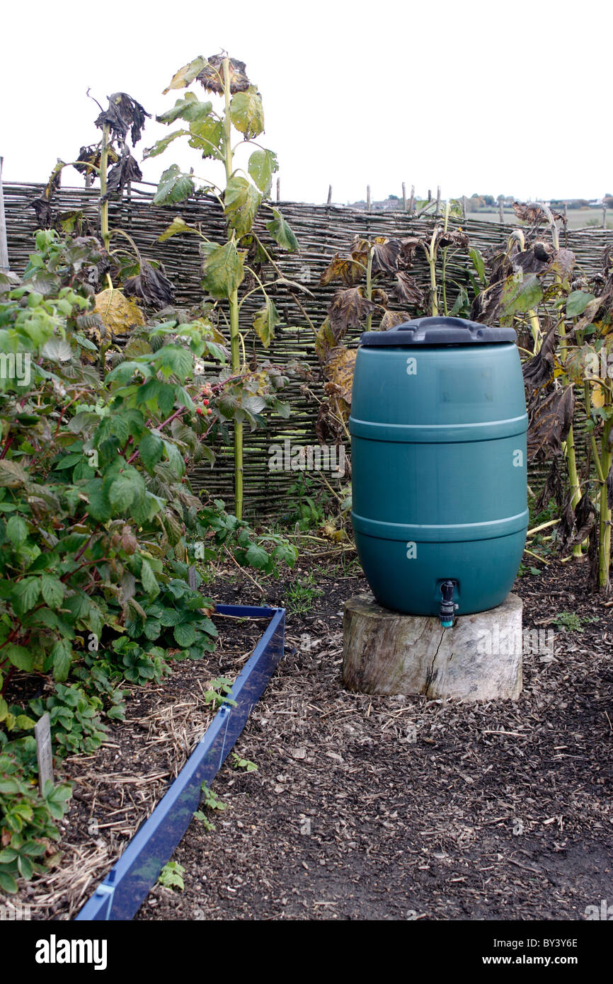 ALLOTMENT GARDEN WATER-BUTT. UK Stock Photo - Alamy