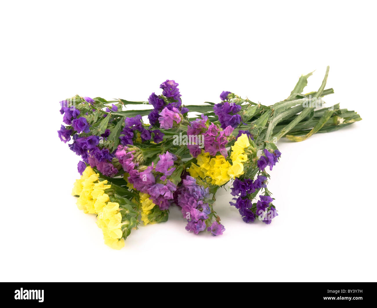 Statice Flower High Resolution Stock Photography and Images - Alamy