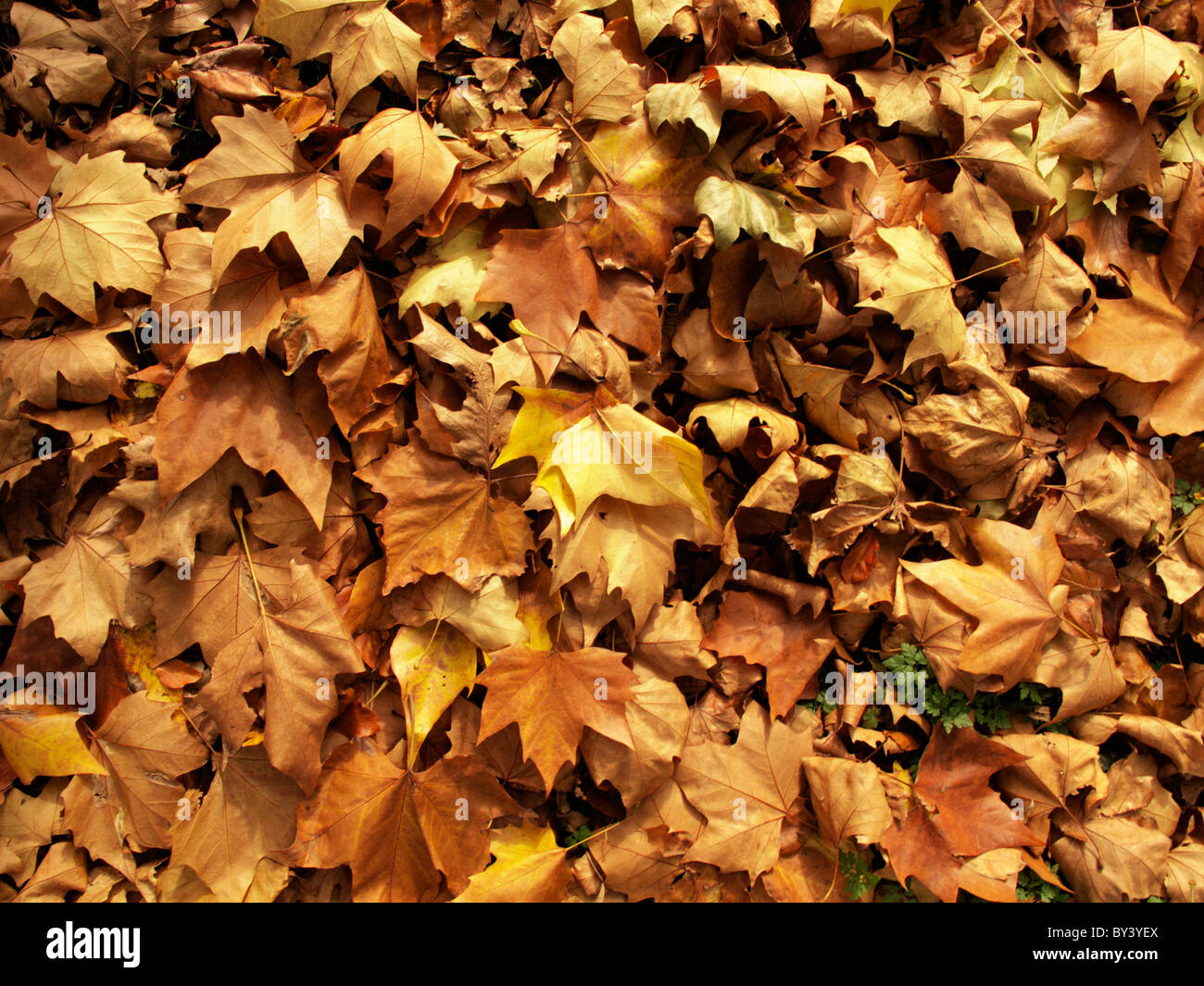 autumn leaves on the ground idea background Stock Photo - Alamy