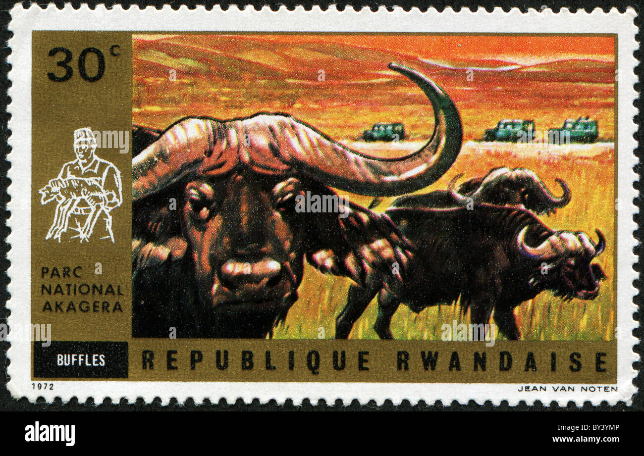 Buffaloes in Akagera National Park Stock Photo - Alamy