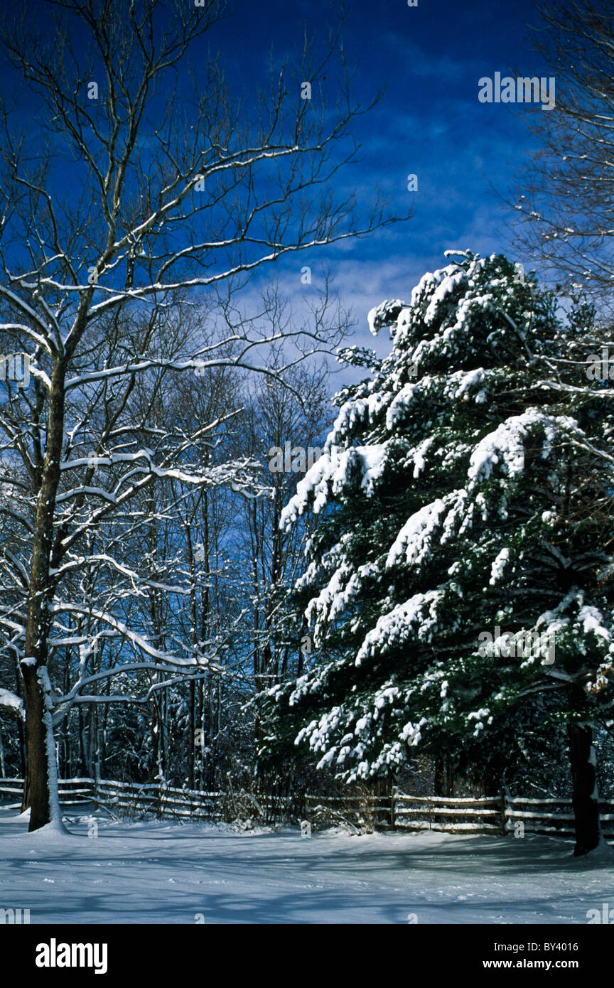 Woodland scene of moonlit winter trees at night snow landscape winter ...