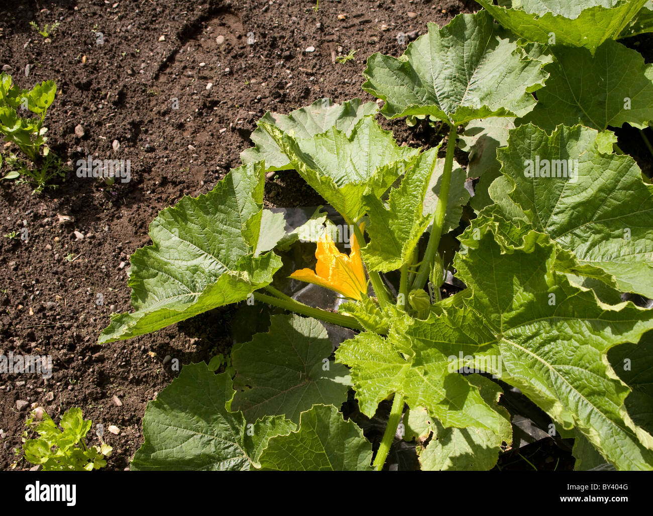 Courgette growing hi-res stock photography and images - Alamy