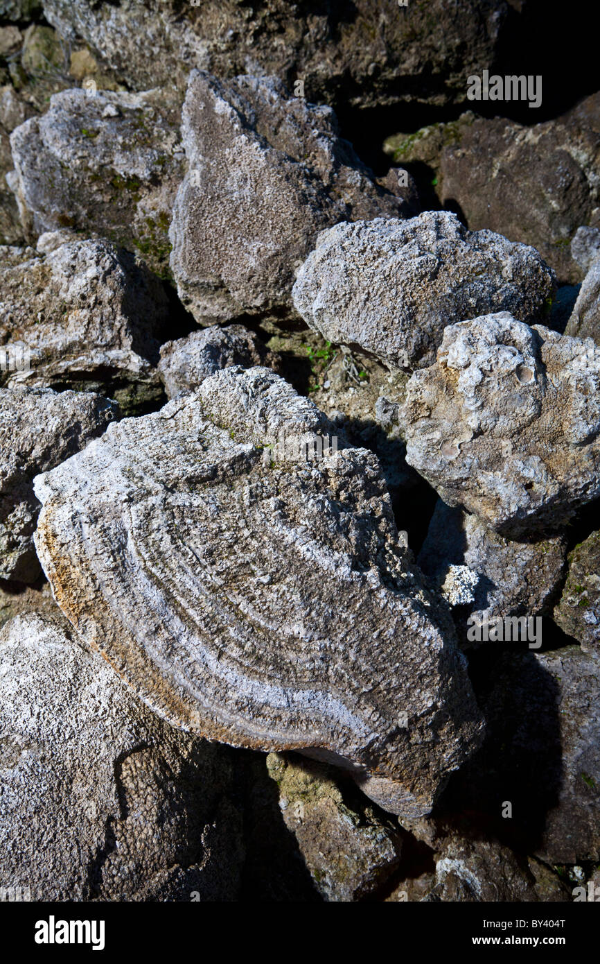 Cyanobacteria fossil hi-res stock photography and images - Alamy