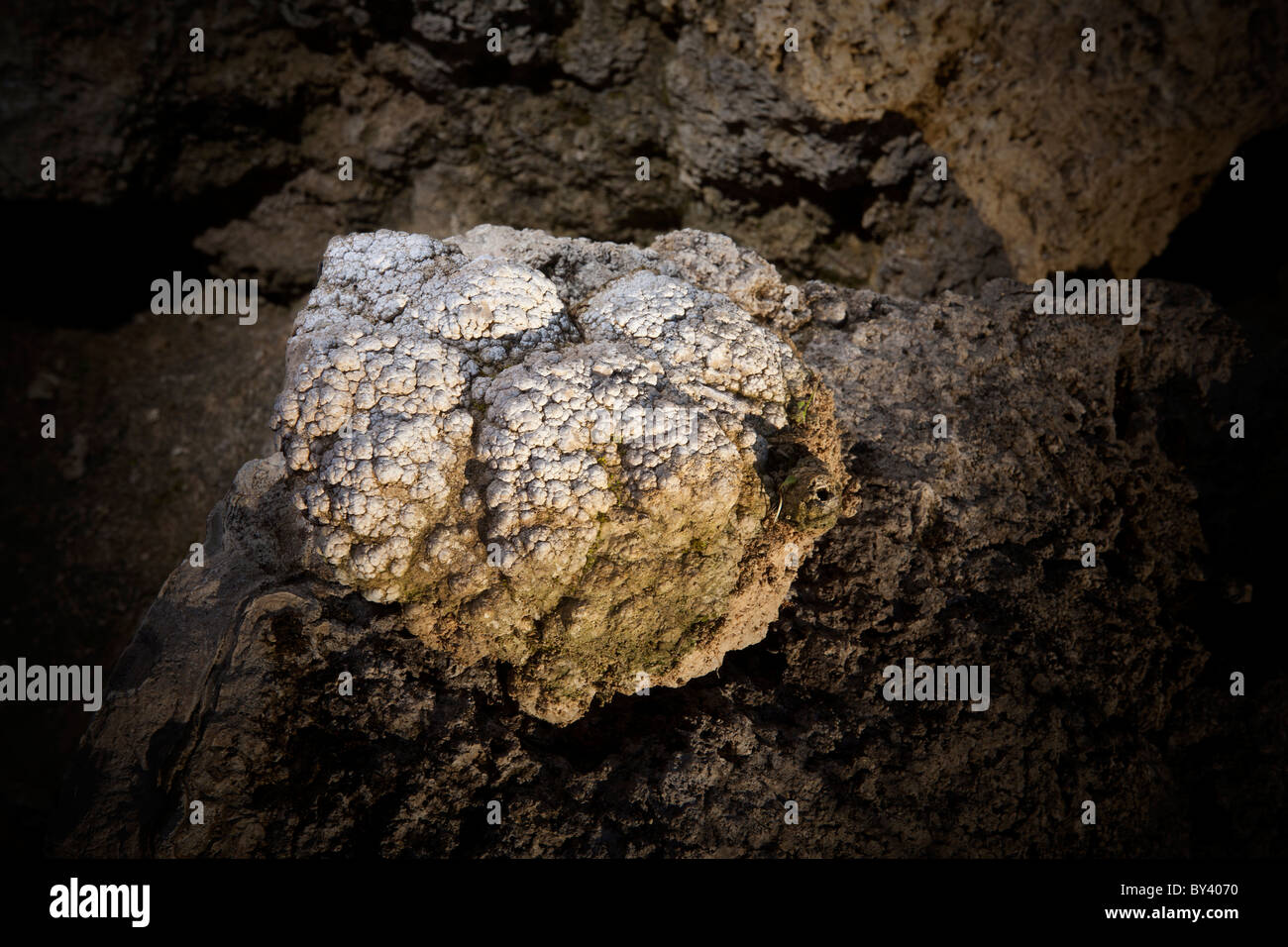Cyanobacteria fossil hi-res stock photography and images - Alamy