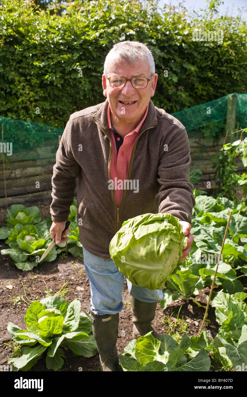 Man harvesting cabbage Stock Photo - Alamy