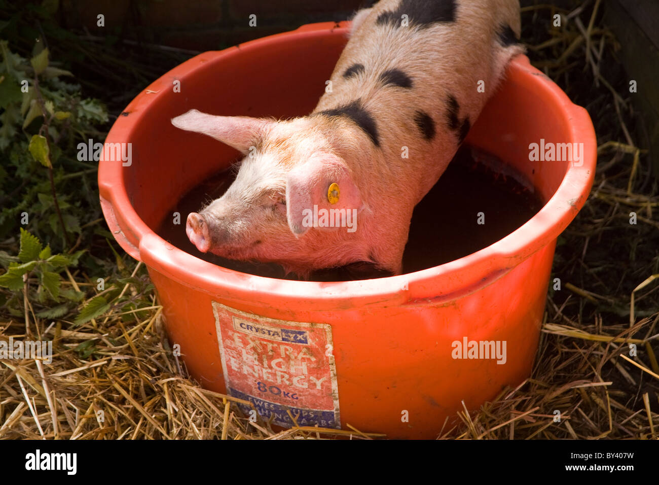 Orange pig with black spots black piglet with pink spots hi-res stock ...