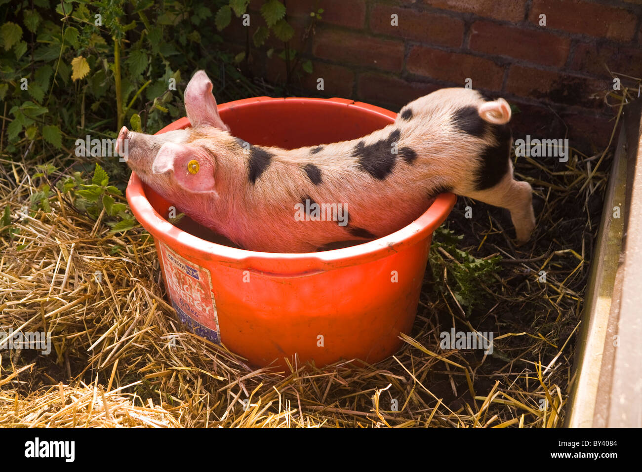 Pig in bucket hi-res stock photography and images - Alamy